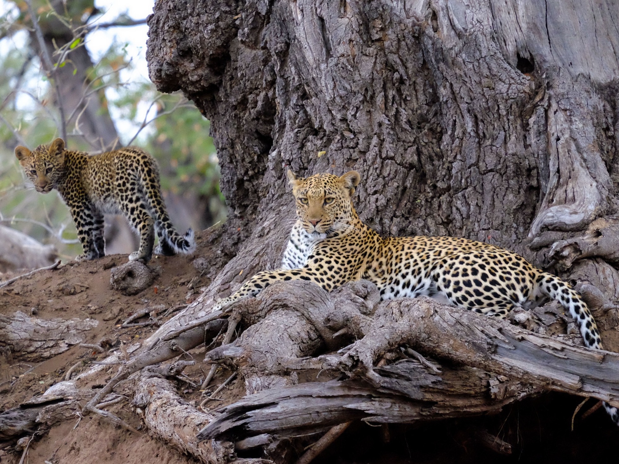 Safaris by Jon — Luxury Gorilla & Wildlife Safaris